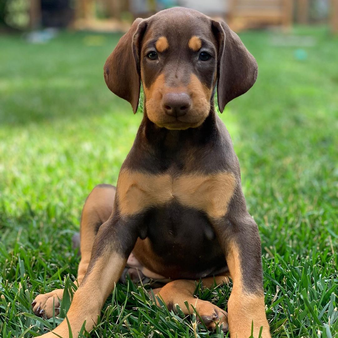 Doberman for Sale - AKC Registered doberman puppies for sale