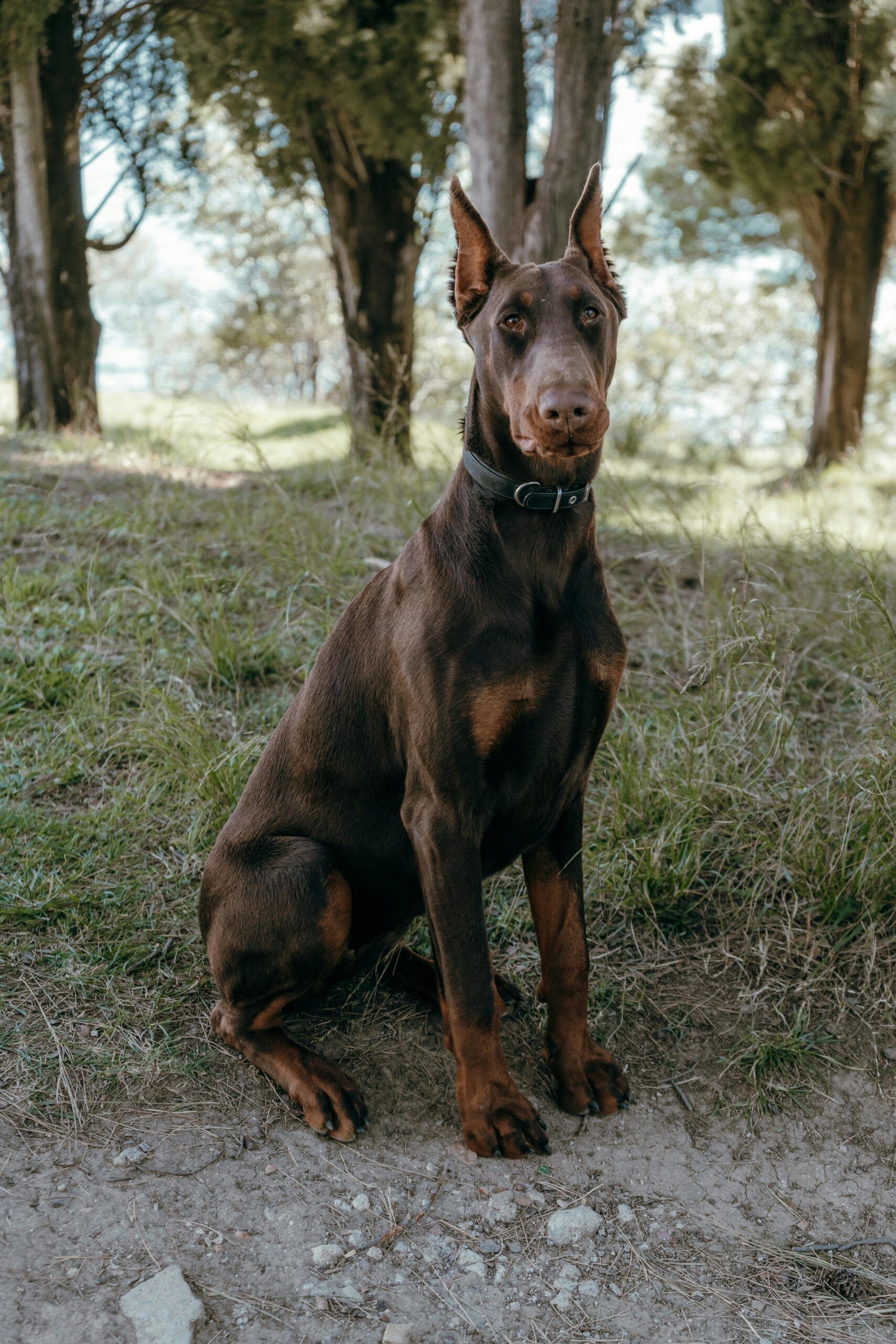 Shipping - Greenfield Dobermans